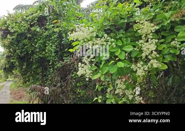 canopies of wild busy sandpaper tetracera flowers creeping and crawling ...