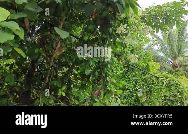 canopies of wild busy sandpaper tetracera flowers creeping and crawling ...