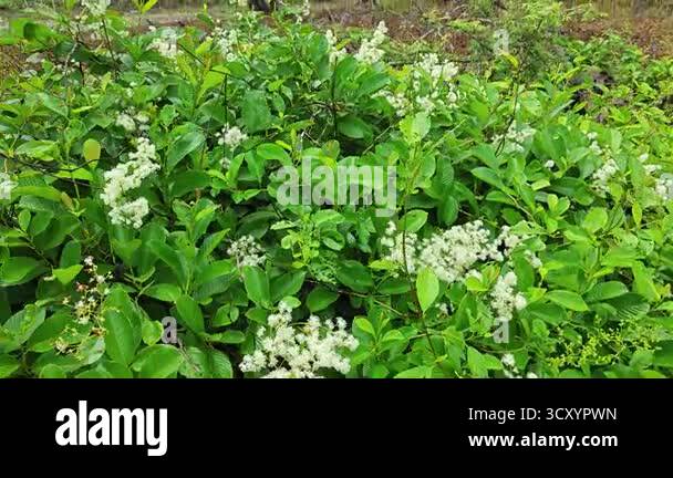canopies of wild busy sandpaper tetracera flowers creeping and crawling ...