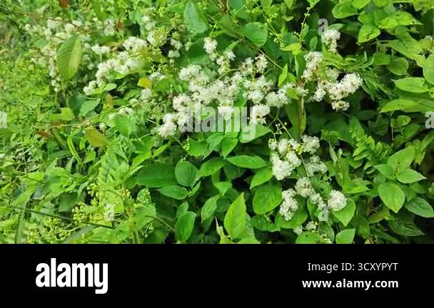 canopies of wild busy sandpaper tetracera flowers creeping and crawling ...
