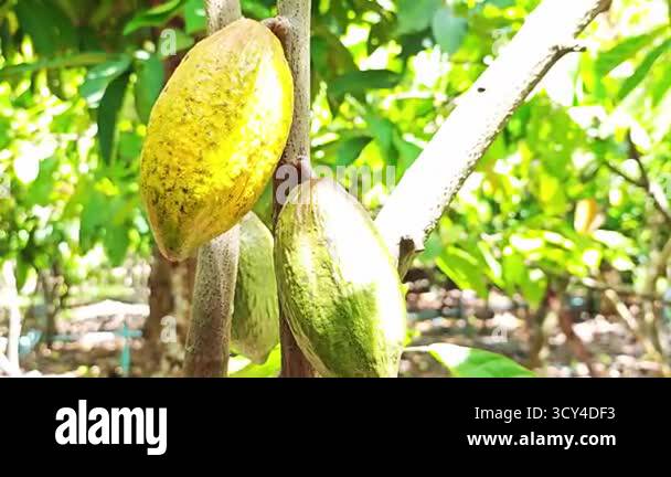 Cacao tree theobroma pods Stock Videos & Footage - HD and 4K Video ...