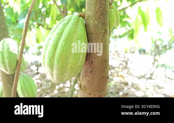 Cocoa pods cacao tree Stock Videos & Footage - HD and 4K Video Clips ...