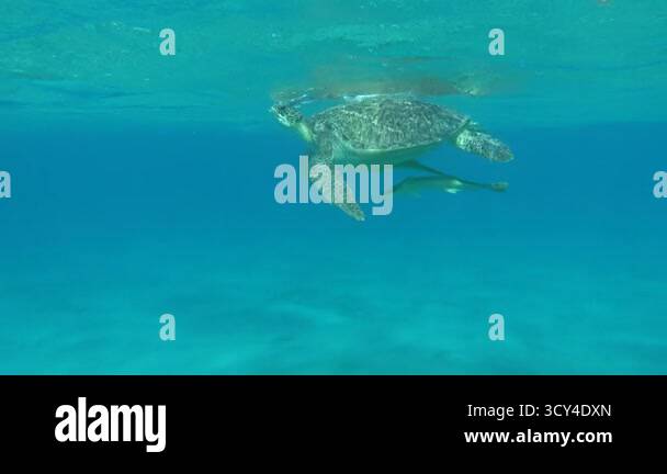 Big Green turtle , Green turtles are the largest of all sea turtles. A ...