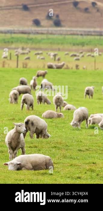 Devon Closewool sheep graze and rest in a lush, green field under soft ...