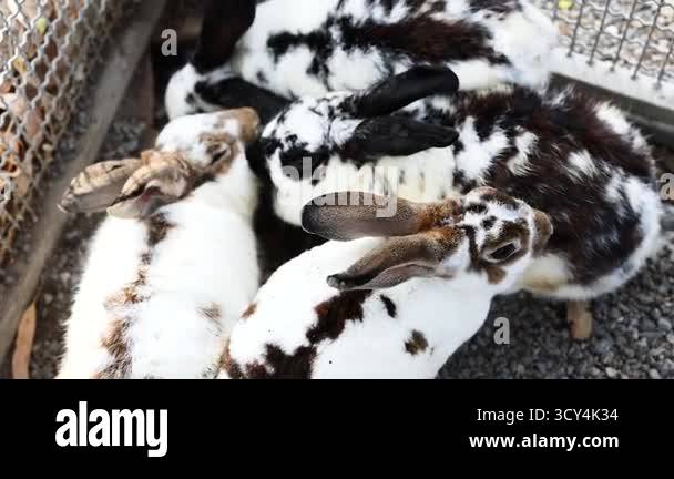 Group of rabbits interacting at a market Stock Video Footage - Alamy