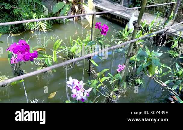 Orchid flowers over water Stock Videos & Footage - HD and 4K Video ...
