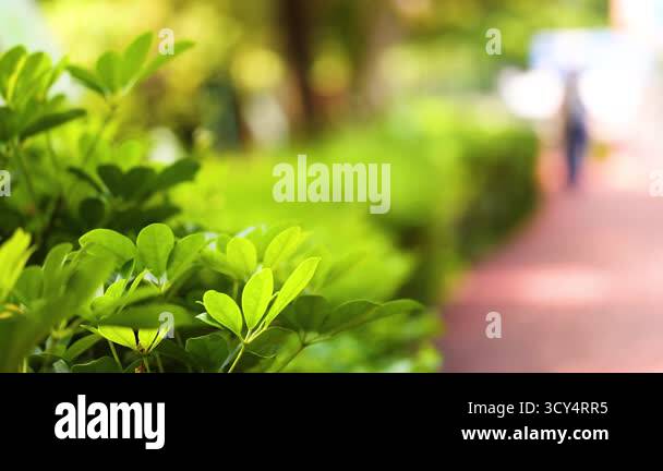 Blurred figures walking along a leafy path Stock Video Footage - Alamy