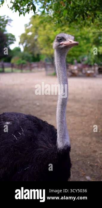 Ostrich moving its head in a zoo Stock Video Footage - Alamy