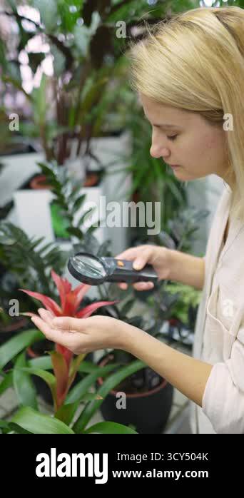 Botanist examining plants magnifying glass Stock Videos & Footage - HD ...