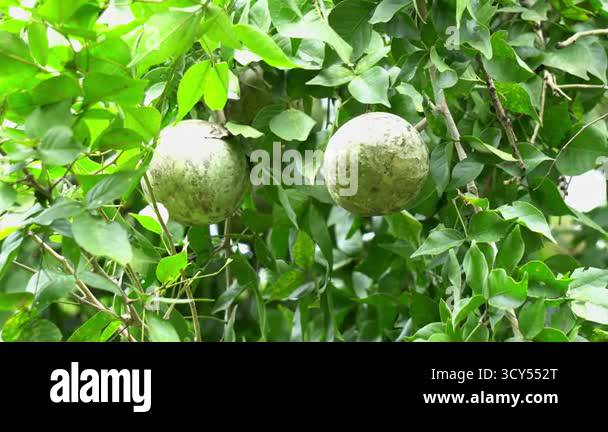 Bael fruit hanging on tree. aegle marmelos fruit close up Stock Video ...