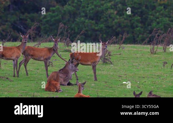 A red deer stag rests on Exmoors grass while hinds wander nearby ...