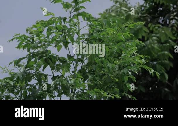 Leaves whirlwind Stock Videos & Footage - HD and 4K Video Clips - Alamy
