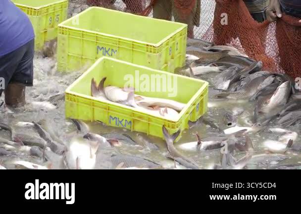 Fresh Seafood Harvest - Sustainable Aquaculture Practices Stock Video ...
