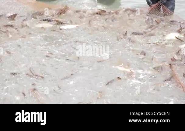 Vibrant aquatic scenery thriving fish Stock Videos & Footage - HD and ...