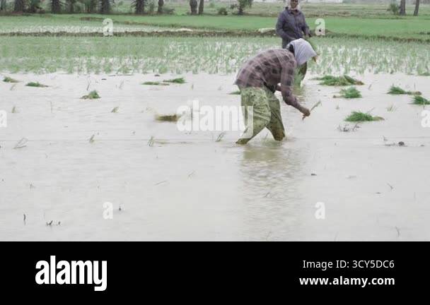Field submerged Stock Videos & Footage - HD and 4K Video Clips - Alamy