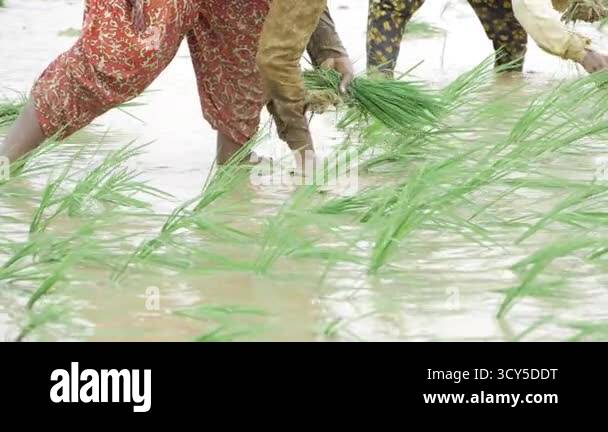 Earthen Harvest - Indian Farmers' Sustainable Gleaning Stock Video ...
