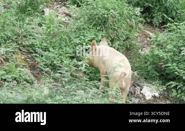 Scavenging in the Wild - A Pig's Perspective Stock Video Footage - Alamy