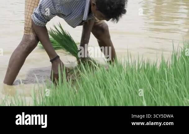 Traditional indian farming methods Stock Videos & Footage - HD and 4K ...