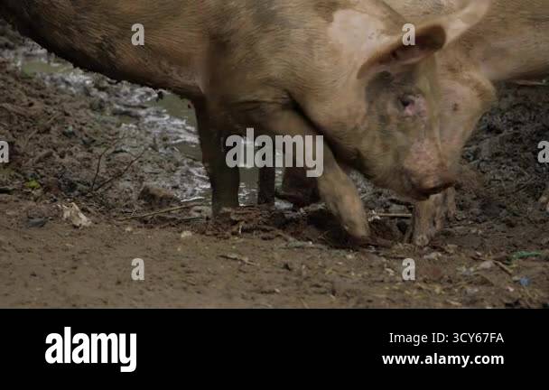 Wild pigs in natural Stock Videos & Footage - HD and 4K Video Clips - Alamy