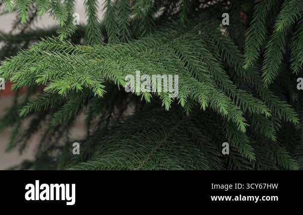 Leafy boughs Stock Videos & Footage - HD and 4K Video Clips - Alamy