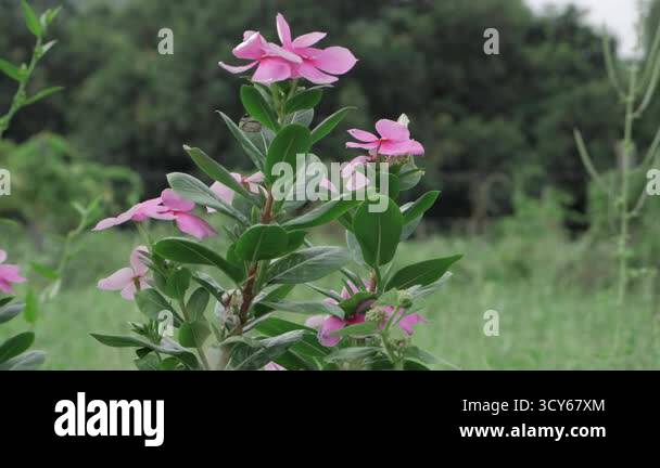 A closer look at flowers Stock Videos & Footage - HD and 4K Video Clips ...