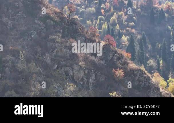 A mixed forest on the slopes of the Trans-Ili Alatau mountains near the ...