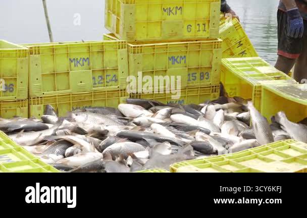Bountiful Catch - Fresh Seafood in Stacks of Yellow Crate Stock Video Footage - Alamy