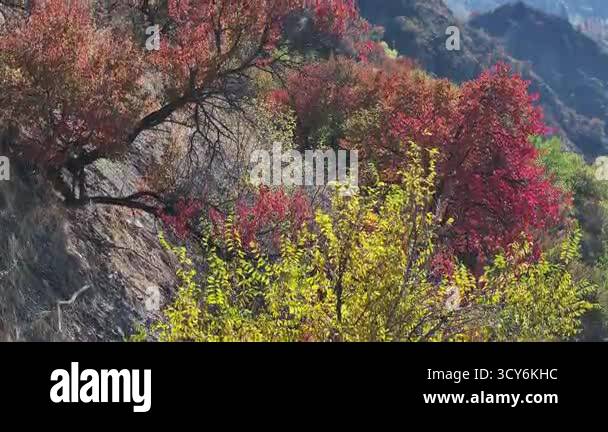 A picturesque apricot tree in the Trans-Ili Alatau mountains in ...