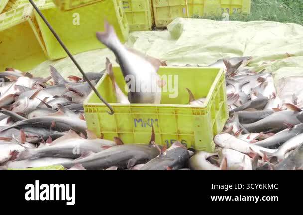 A Bountiful Harvest - The Thriving World of Commercial Fishing in India ...