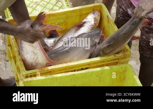 Muscle fish Stock Videos & Footage - HD and 4K Video Clips - Alamy