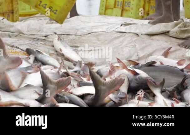 Dead sea fish caught Stock Videos & Footage - HD and 4K Video Clips - Alamy