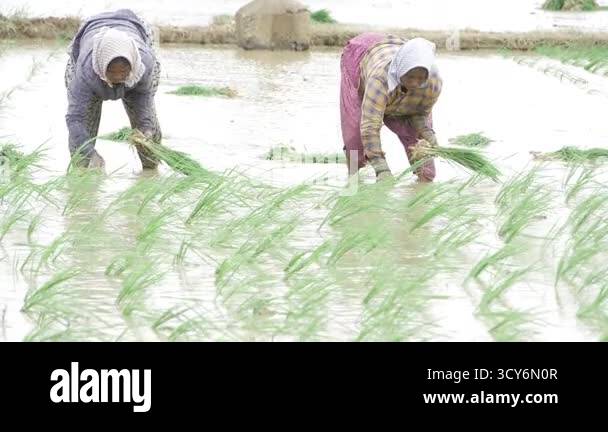 Agricultural labor in action harvesting Stock Videos & Footage - HD and ...