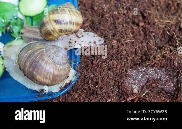 Top-down timelapse of garden snails in terrarium moving on blue food ...