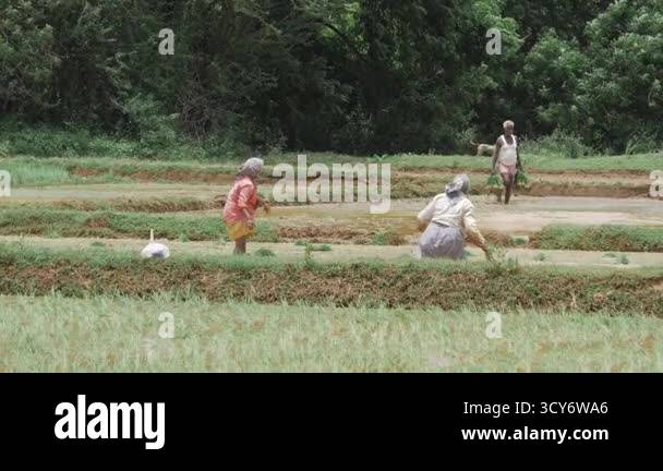 Empowering Agriculture - Women's Labor in the Field Stock Video Footage ...