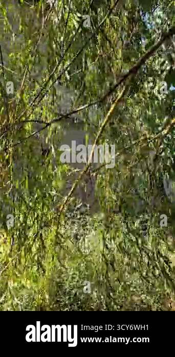 Vertical shot green willow tree leaves gently swaying in soft breeze ...