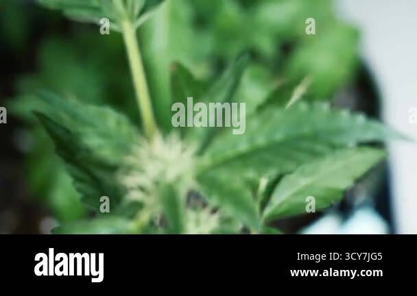 Artistic video showing a cannabis flower gradually emerging from soft ...