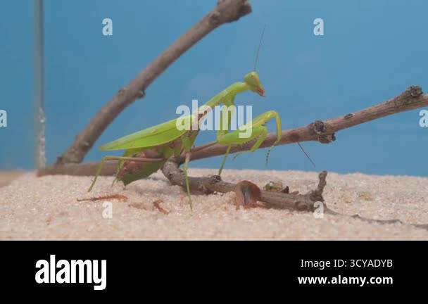 A detailed closeup of a vibrant green praying mantis peacefully resting ...