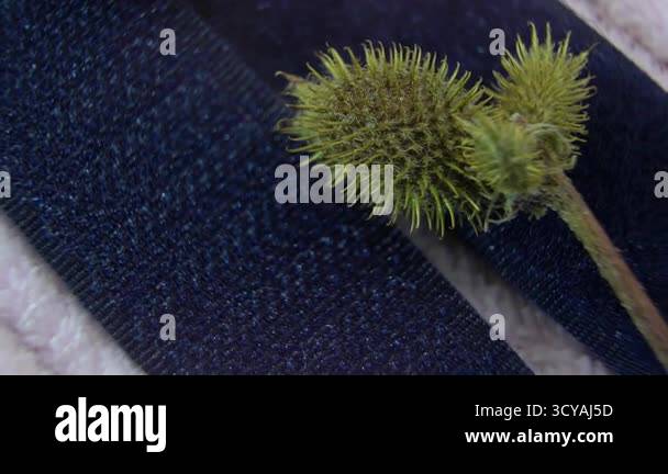 A Cocklebur fruit (Xanthium strumarium) on the surface of a nylon ...