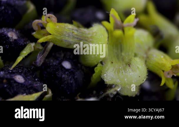 Macro of sunflower (Helianthus annuus) floret's reproductive organs ...