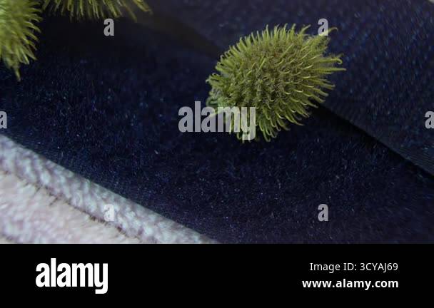 Natural fastening mechanisms: Comparison of the structure of burdock ...