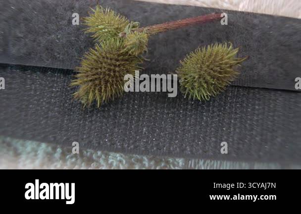 Prickly texture Stock Videos & Footage - HD and 4K Video Clips - Alamy