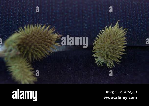Close-up. Comparison of structure of burdock and Velcro fastener. The ...