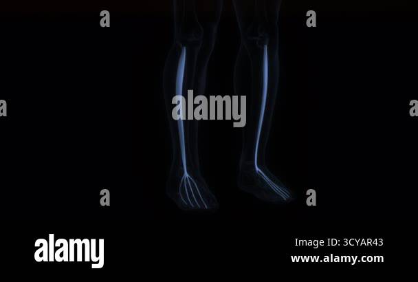 Extensor digitorum longus muscle in human body. X Ray. Loop Stock Video ...
