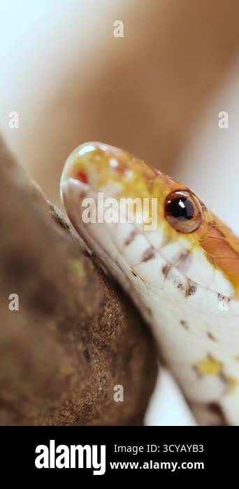 A corn snake moves along a branch in a close-up shot, highlighting its ...