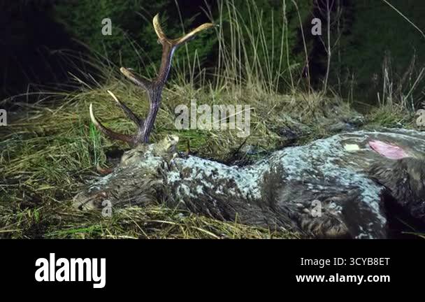 Close-up of a naturally dead deer with antlers at night in the forest ...