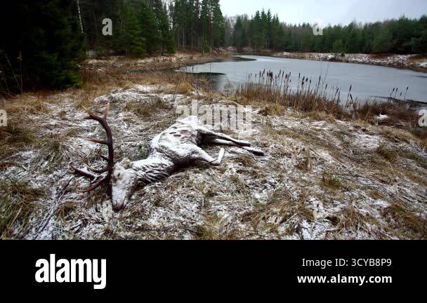Death dead vegetation nature Stock Videos & Footage - HD and 4K Video ...