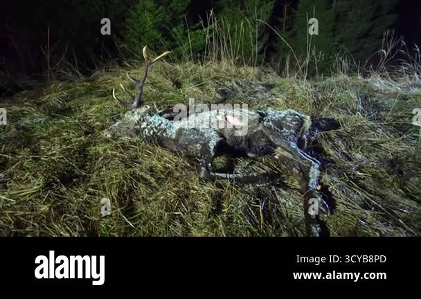 Deer died naturally at night in the forest. Animal death in the wild ...