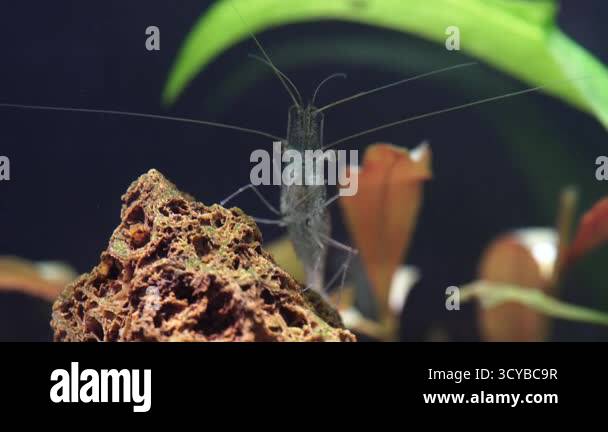 Transparent glass ghost shrimp in the hobby fish tank. Cleaner shrimp ...