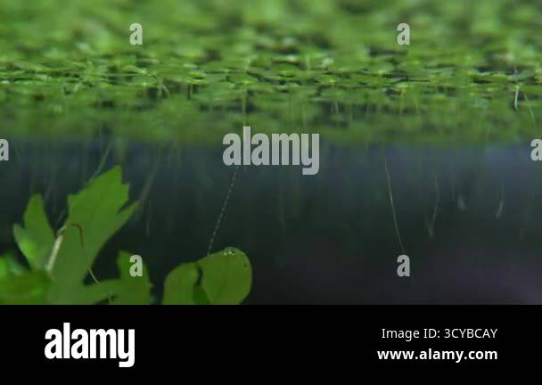 Roots of duck weed plant on the water macro close up with shallow depth ...