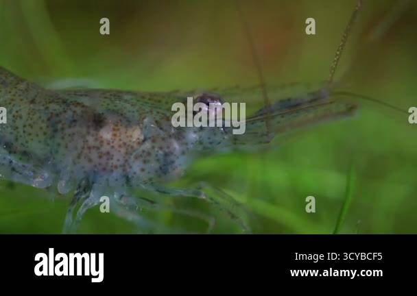 Transparent glass ghost shrimp in the hobby fish tank. Cleaner shrimp ...